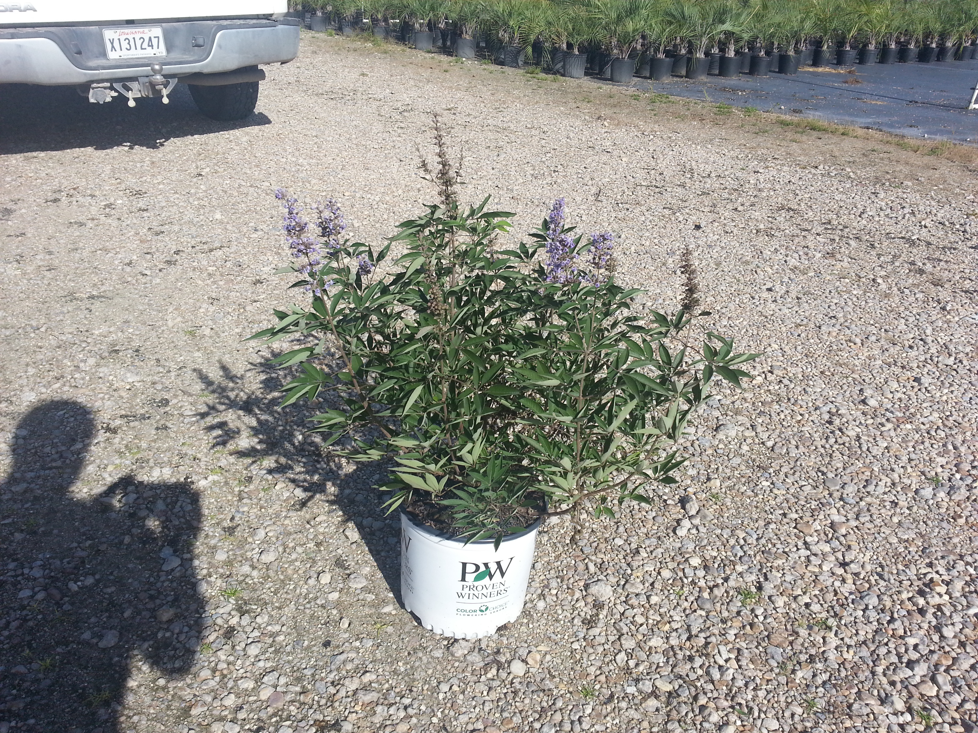 PLANTS | live-oak-gardens