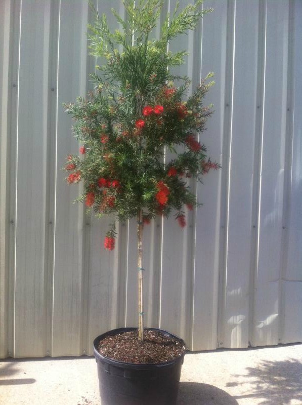 PLANTS | live-oak-gardens