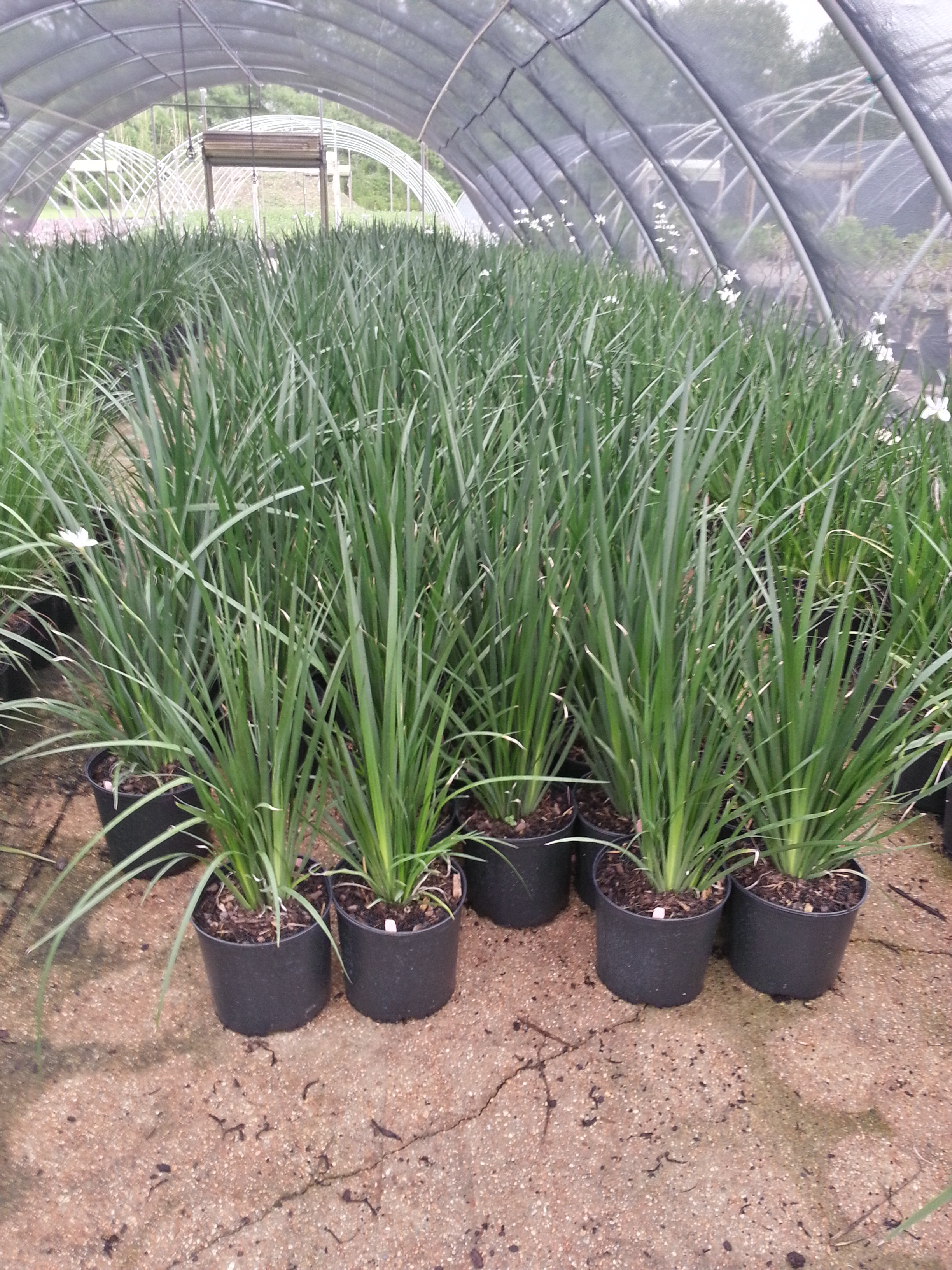 PLANTS | live-oak-gardens
