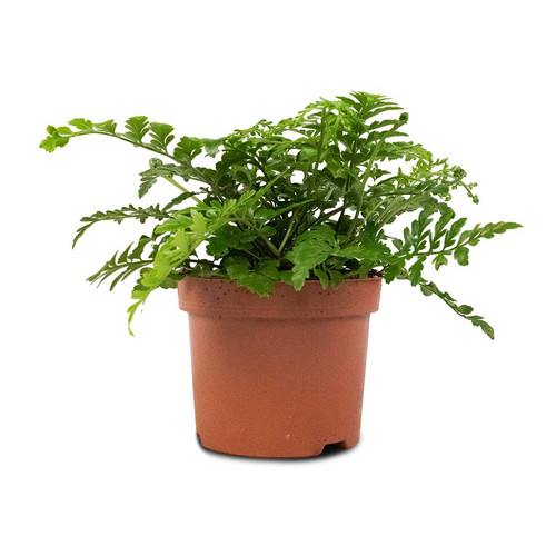 Asplenium Parvati 'Mother Fern' | Memento Floral Design