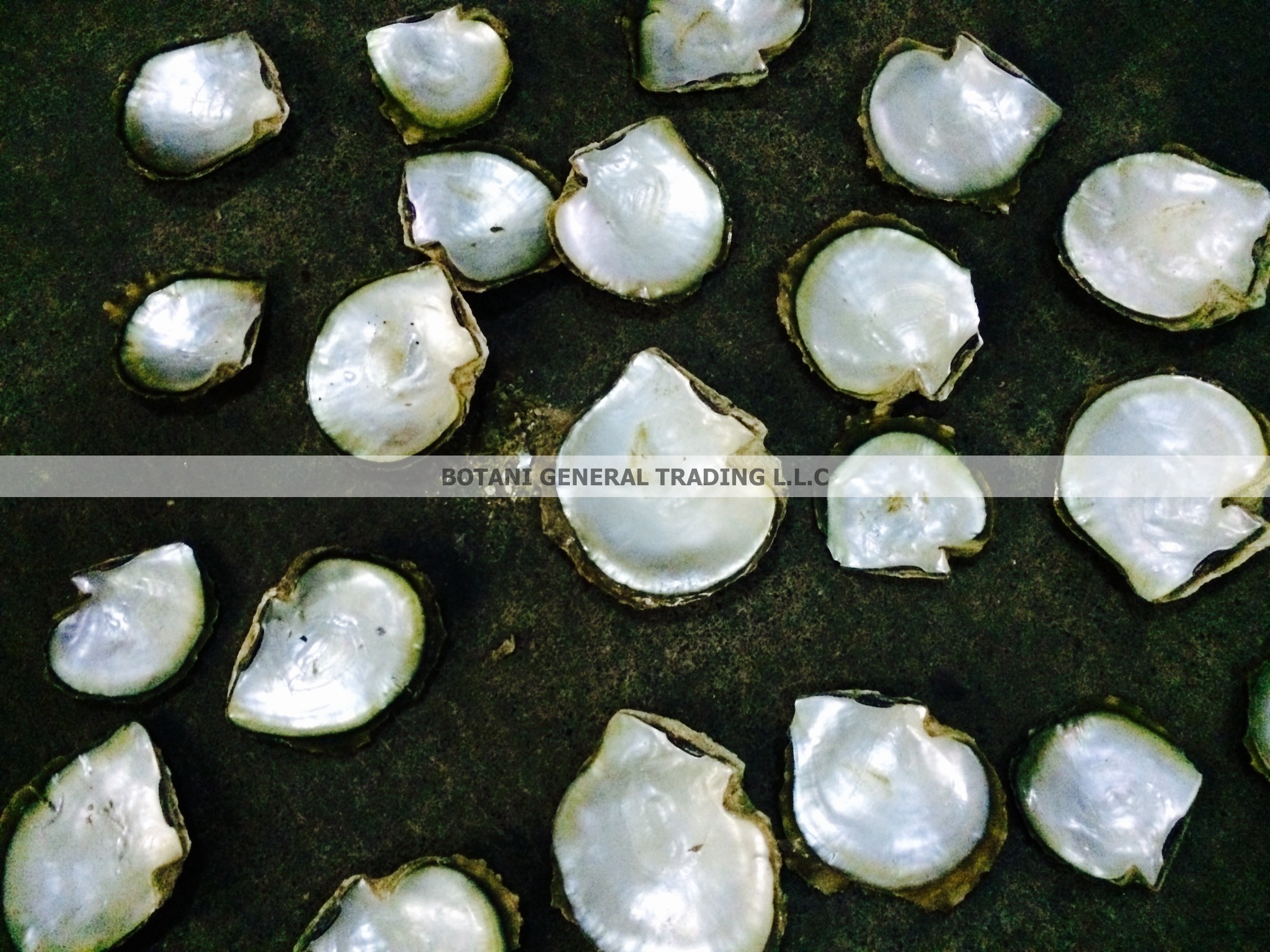 Mother of pearl shells | Somalia | Botani General Trading L.L.C