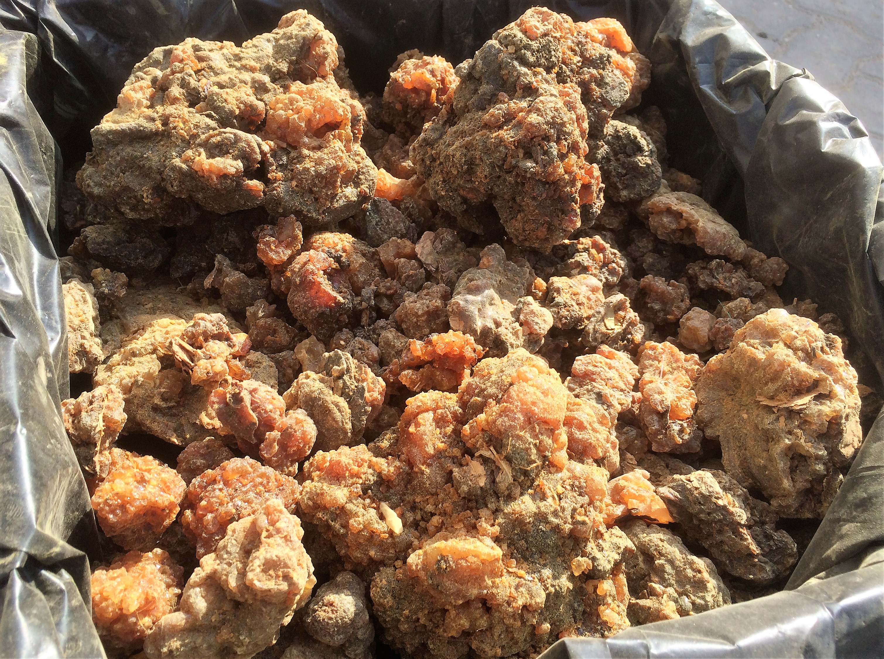 Gum Myrrh | Kenya | Botani General Trading L.L.C, Dubai- U.A.E