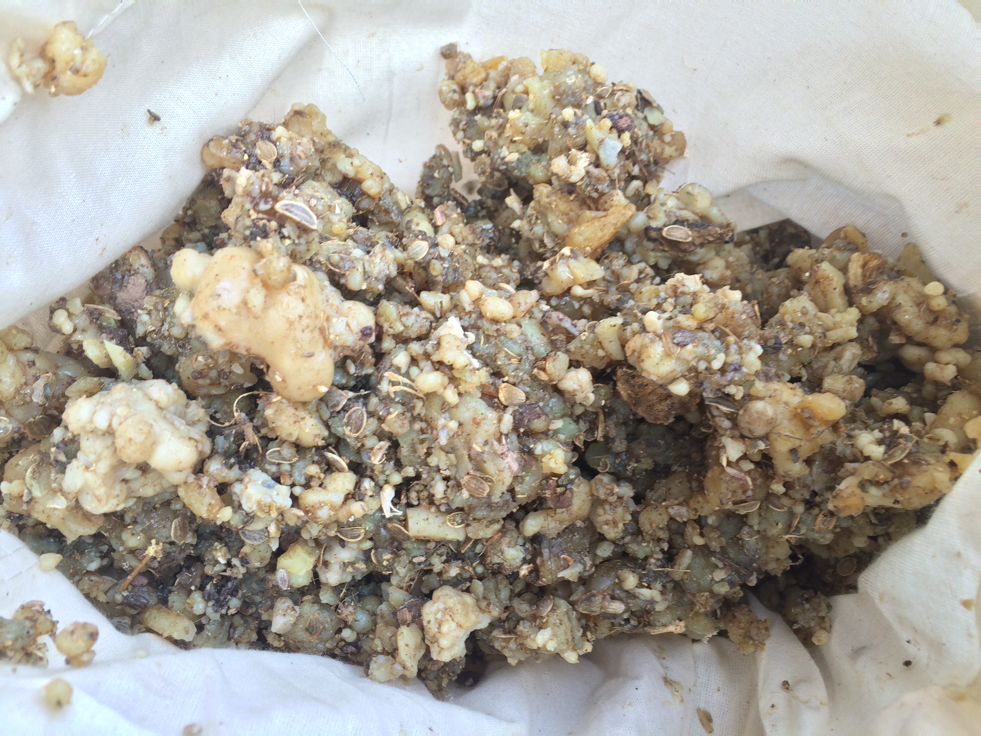 Gum Ammoniac | Iran | Botani General Trading L.L.C, Dubai, U.A.E.