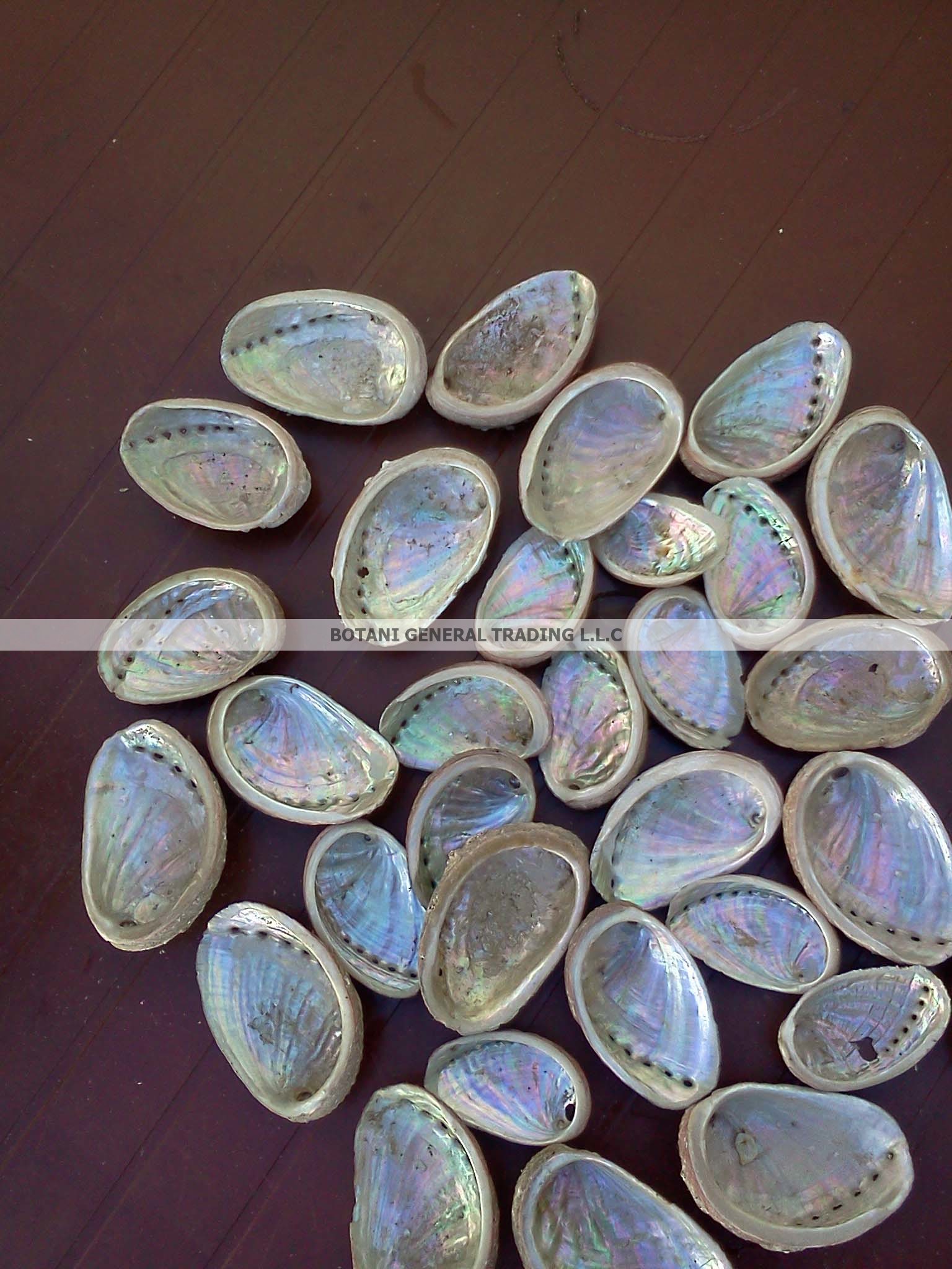 Mother of pearl shells | Somalia | Botani General Trading L.L.C