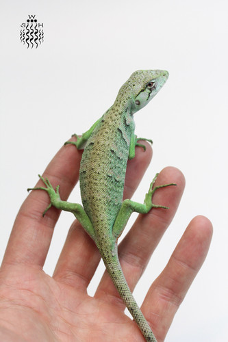 1.1 CBB'21 Common Monkey Lizards | Wellspring