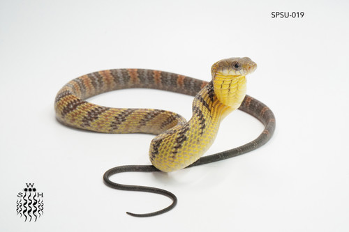 Amazon Puffing Snake - 019 | Wellspring