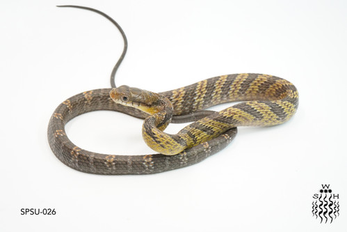 Amazon Puffing Snake - 026 | Wellspring