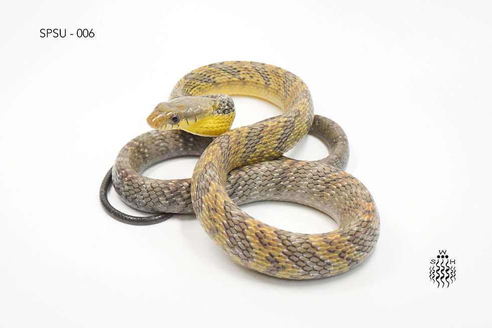 Amazon Puffing Snake - 006 | Wellspring