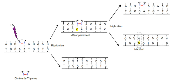 Les effets des UV sur l'ADN | 2015