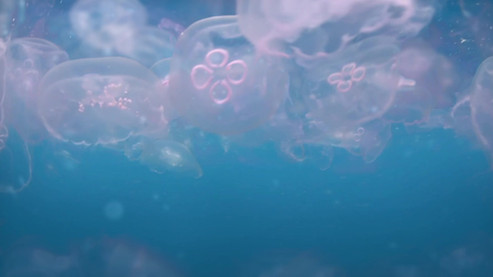 Home | Koh Rong Dive Center