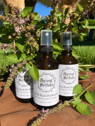 Holy Basil Hydrosol | Ancient Herbals