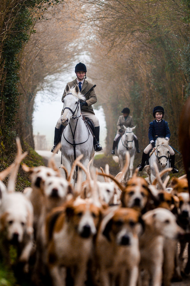 Hampshire Hunt Kennel Visit