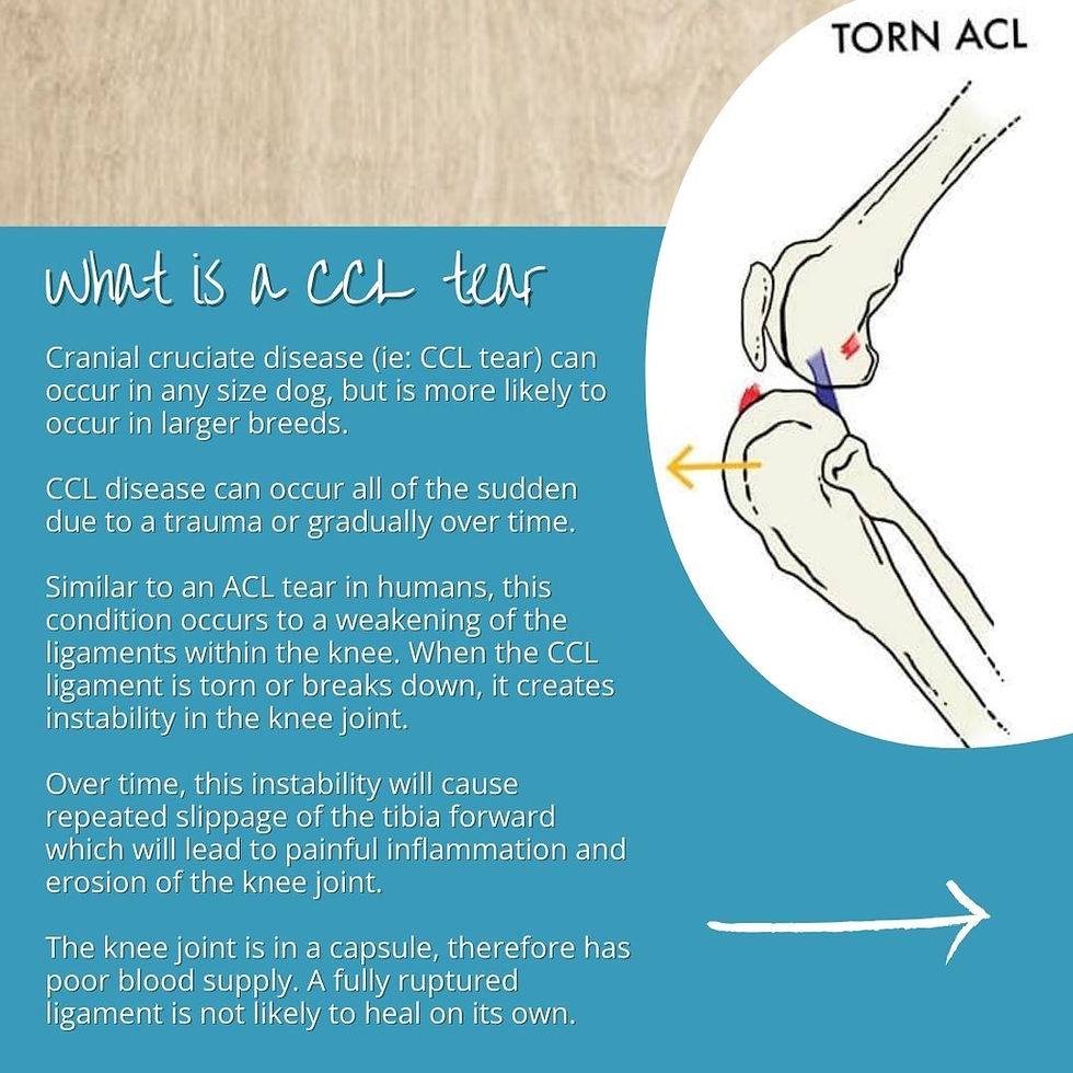 Can chiropractic help my dog with a CCL tear?