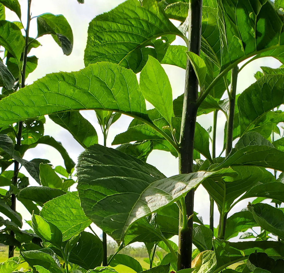 Fresh Ugu Pumpkin Leaves | United States | Emelifes Farm Inc