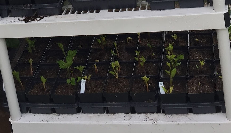 Fresh Ugu Pumpkin Leaves | United States | Emelifes Farm Inc