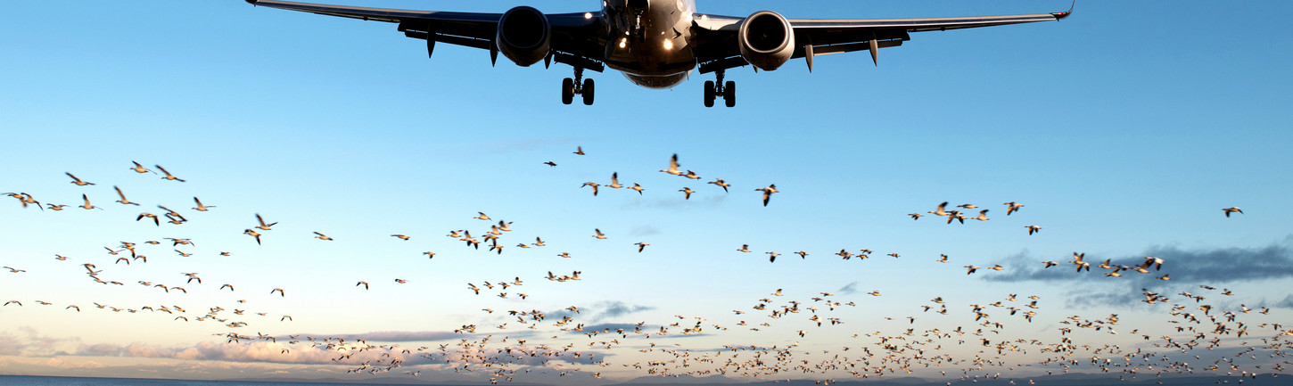 ProTecBird - Artenschutz Windenergie