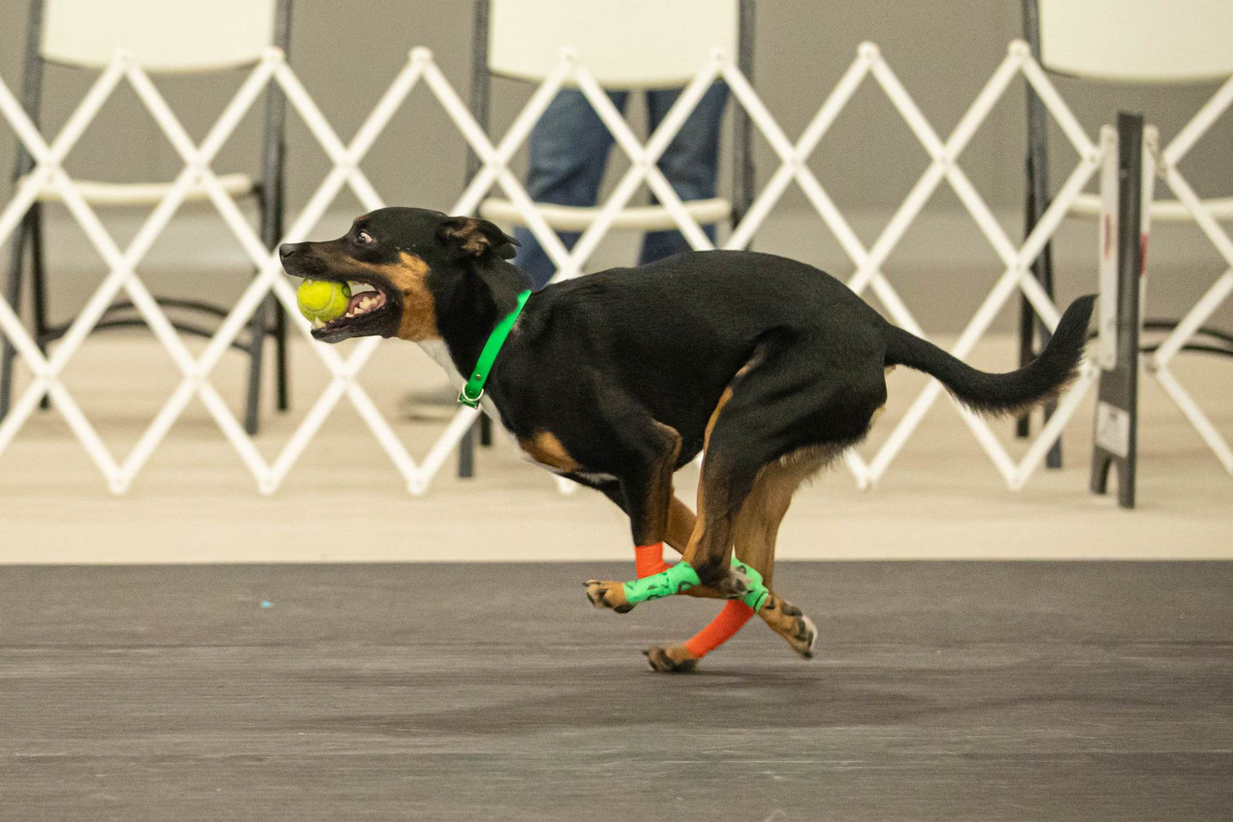Dog Sports | Columbus, OH | Adventure Unleashed Dog Training
