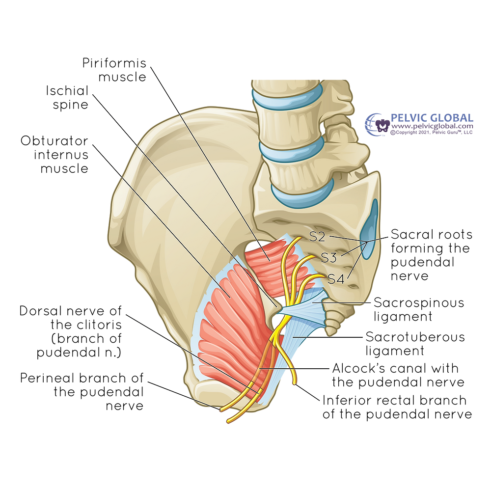 Pudendal Neuralgia: Overcoming the Pain You Can’t Ignore