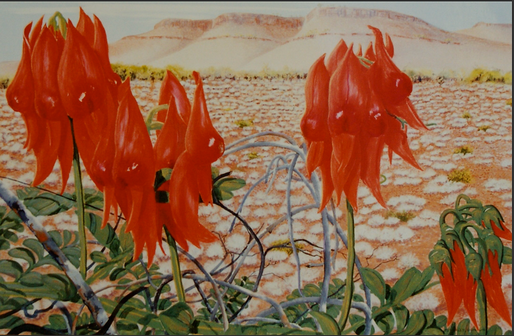 Exploring Sturt's Desert Pea: A Unique Artistic Perspective