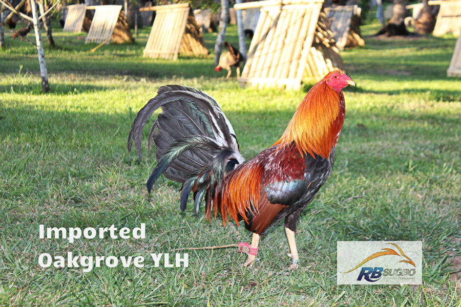 The best kind of rooster exercise