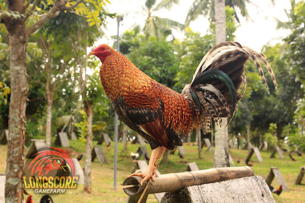 Meet the best bloodline