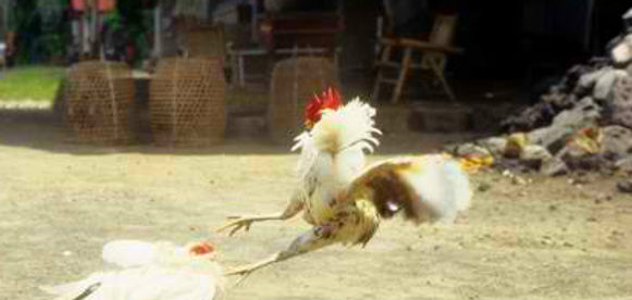 fighter rooster cutting