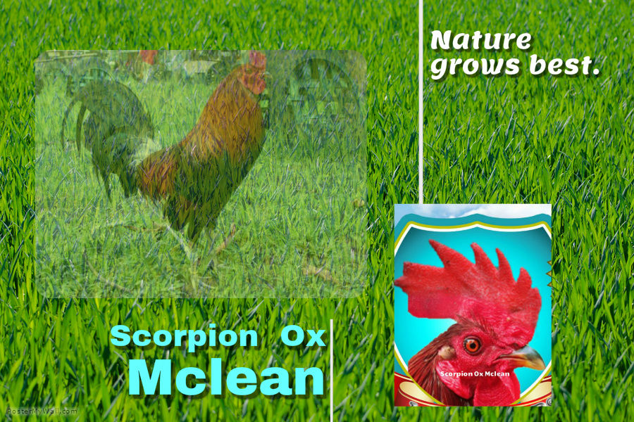 Scorpion Ox Mclean best blender