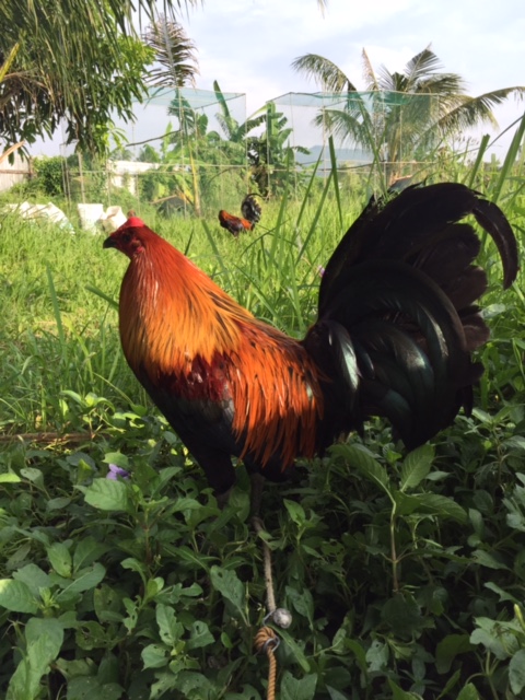 SHUFFLER BLAKLIZ | the-blakliz