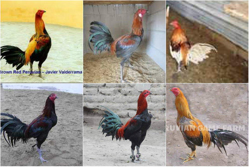 The different looks of the peruv