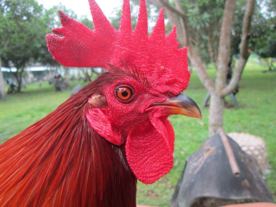 How to hold roosters "on point"