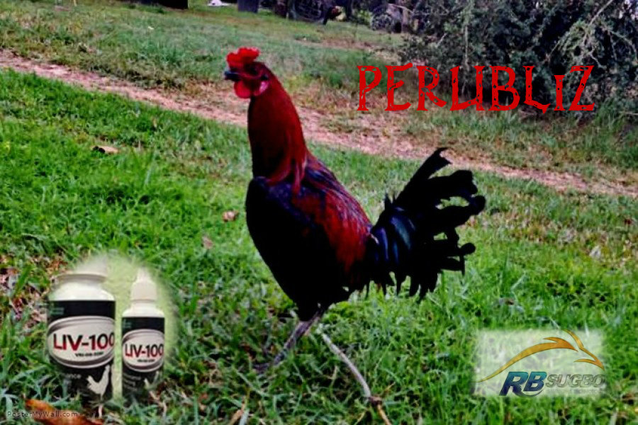 Art of Taming Gamecock