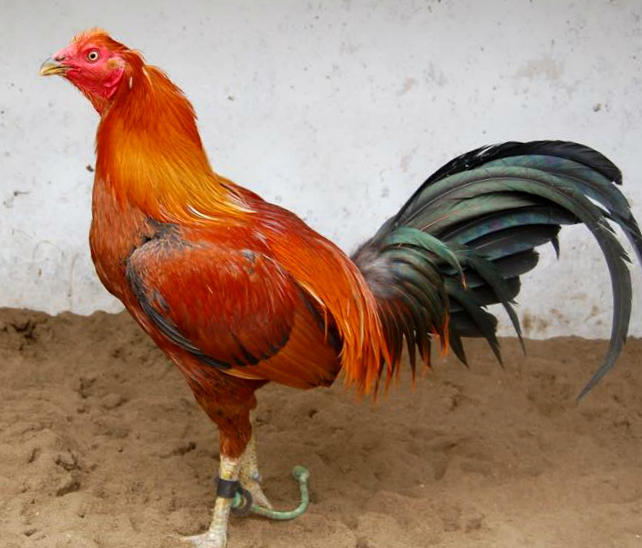 RB PERUVIAN | the-blakliz