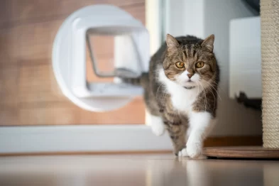 Cat Flap | London Pet Door Installation | London