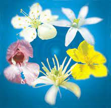 Emergency Drops: The shock flower mixture | Bach Flowers