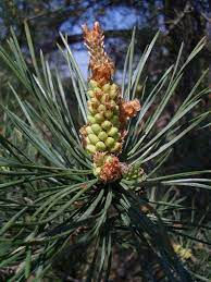 Red Chestnut: The Detachment Flower | Bach Flowers