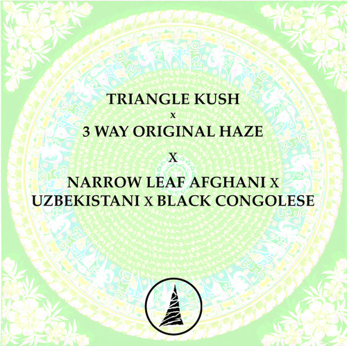 Triangle Kush x 3 Way Colombian x H.O.D. | Pagoda Seeds