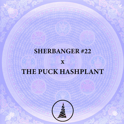 Sherbanger #22 x THE PUCK | Pagoda Seeds