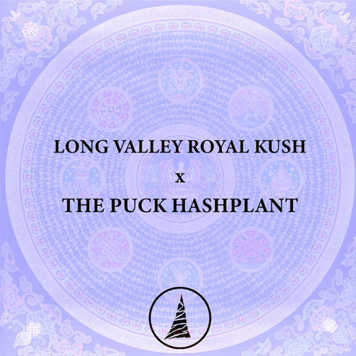 Long Valley Royal Kush x THE PUCK | Pagoda Seeds