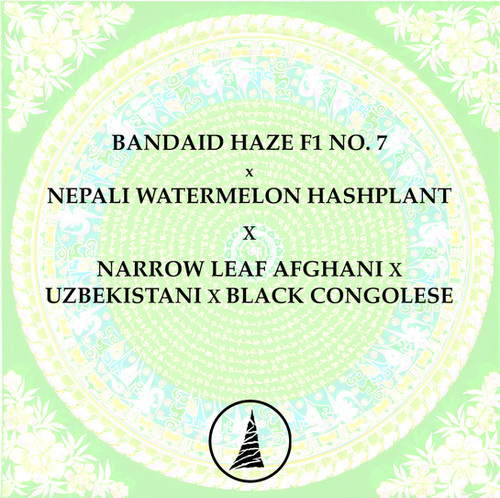 Bandaid Haze #7 x Watermelon Hashplant x H.O.D | Pagoda Seeds