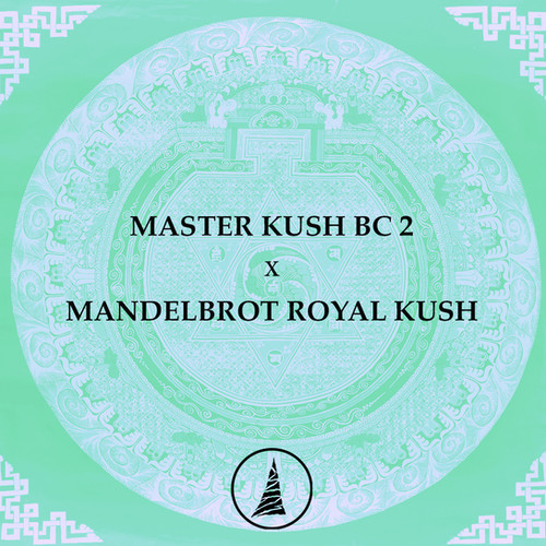 Master Kush x Royal Kush | Pagoda Seeds