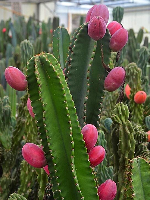 Fruiting Cactus | QCTropicals