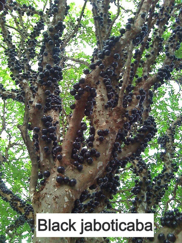 Jaboticaba fruit trees | QCTropicals