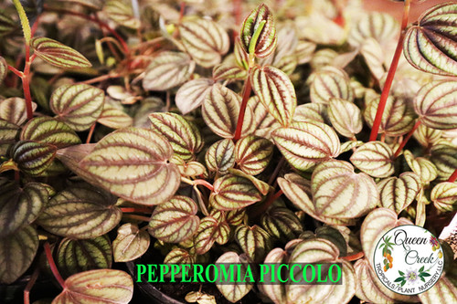 Pepperomia Piccolo House plant | QCTropicals