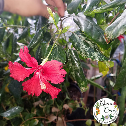Variegated Snow Queen Hibiscus | QCTropicals