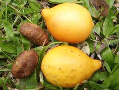 Lemon Drop MangoSteen | QCTropicals