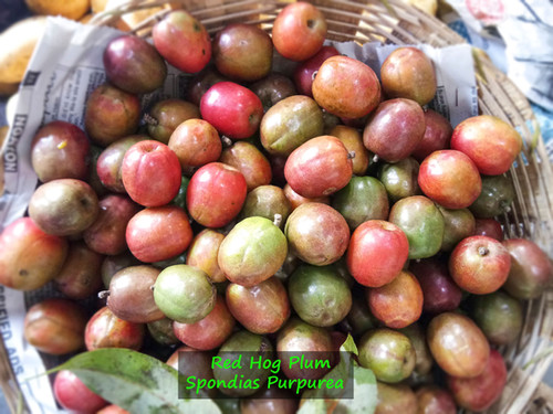 Hog Plum - Jocote | QCTropicals