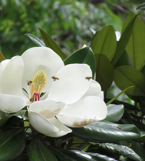 louisiana state flower magnolia