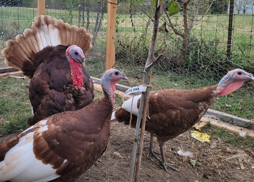 Bourbon Red Turkey, DEPOSIT | The Good Thyme Farm