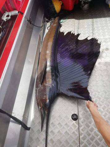 Home |Game Fishing Rarotonga