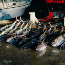 HOME | Game Fishing Rarotonga | Cook Islands